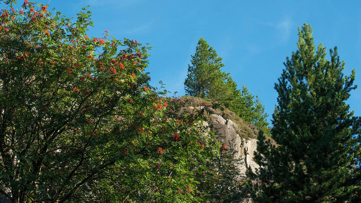 Cwm Mynach - Visiting Woods - Woodland Trust