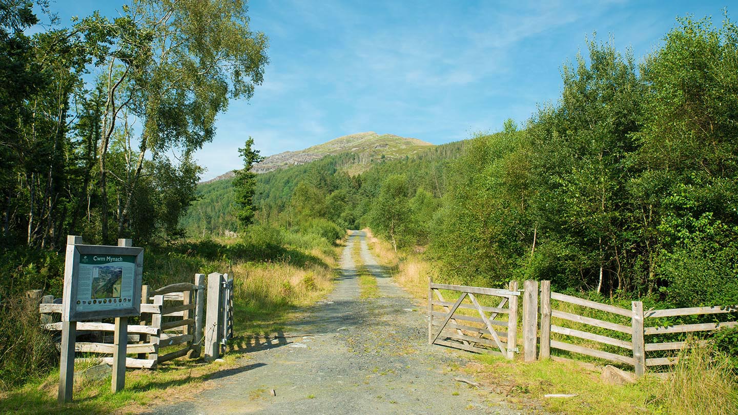 Cwm Mynach - Visiting Woods - Woodland Trust