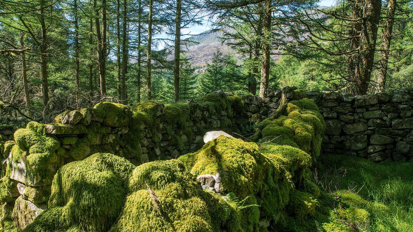 Cwm Mynach - Visiting Woods - Woodland Trust