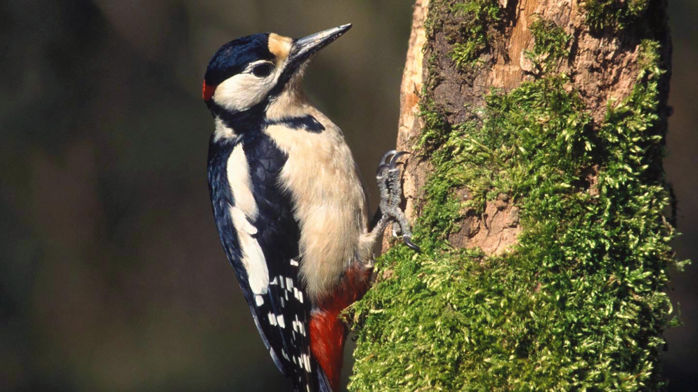 Cwm Mynach - Visiting Woods - Woodland Trust