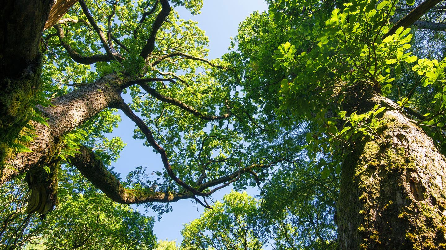 Cwm Mynach - Visiting Woods - Woodland Trust
