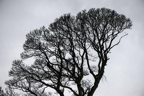 Castle Fraser - Woodland Trust