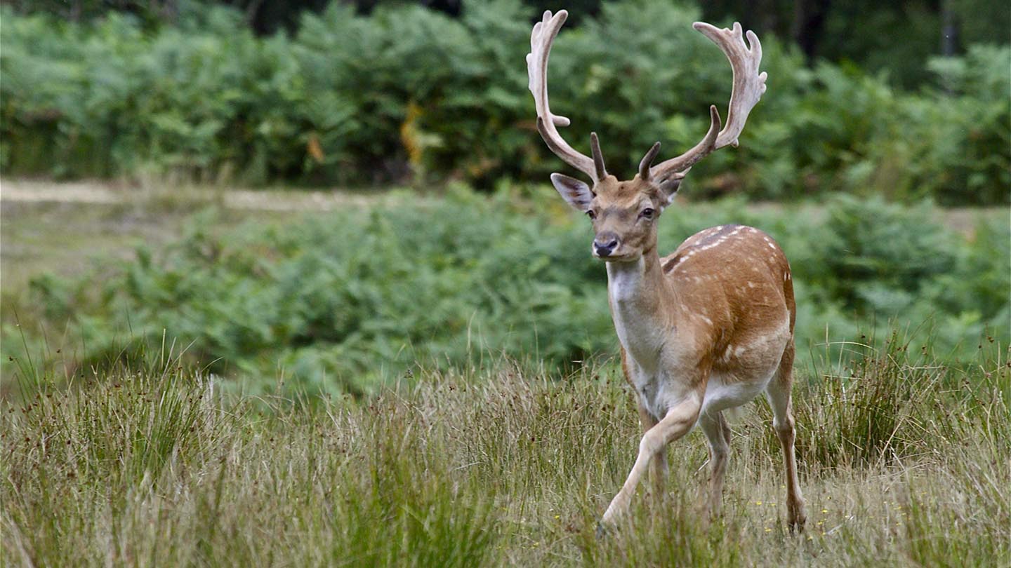 Cwm Mynach - Visiting Woods - Woodland Trust