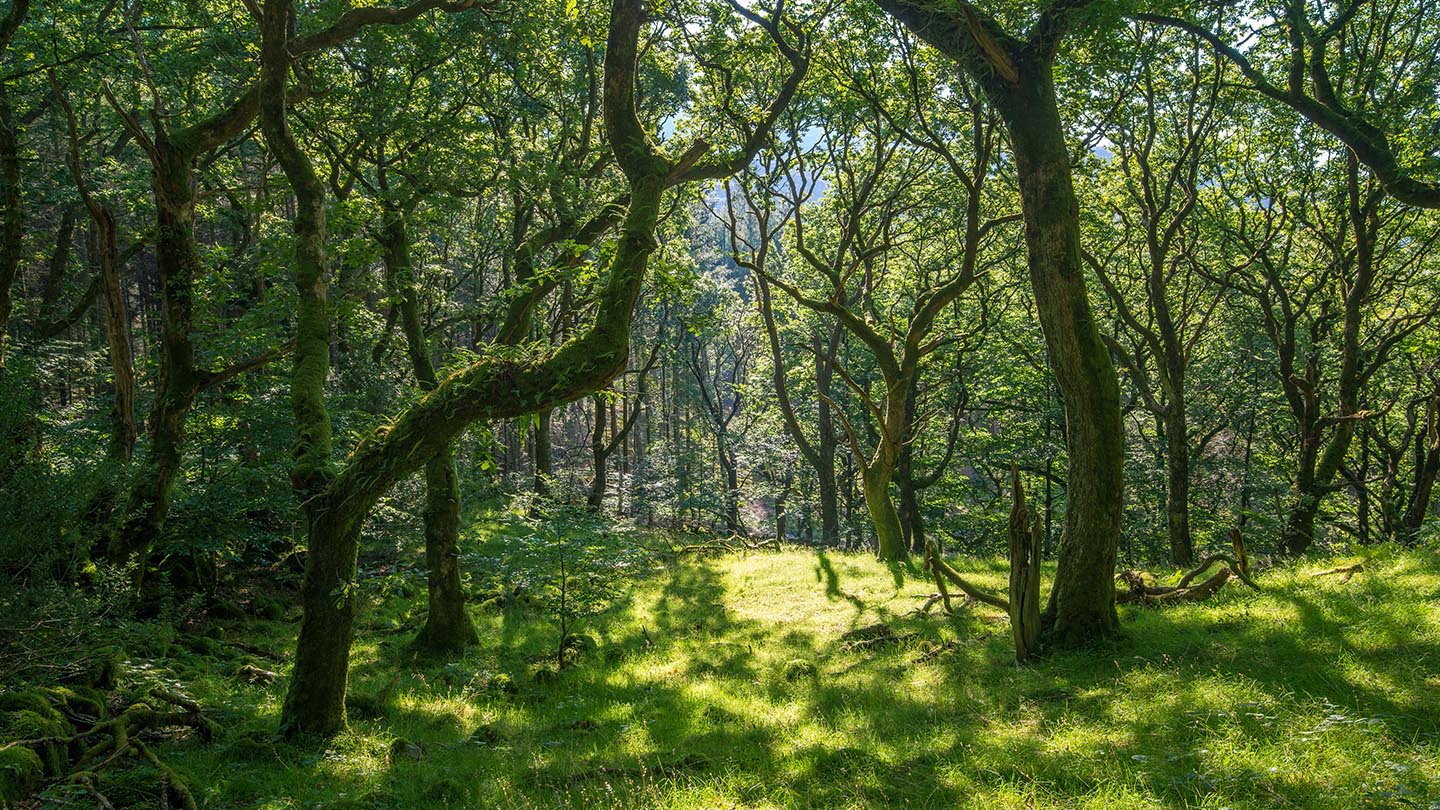 Cwm Mynach - Visiting Woods - Woodland Trust
