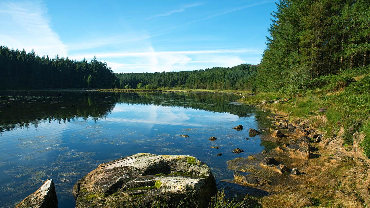 Cwm Mynach - Visiting Woods - Woodland Trust