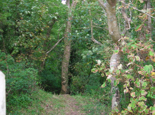 Cwm Ivy Woods and Betty Church Reserve - Woodland Trust