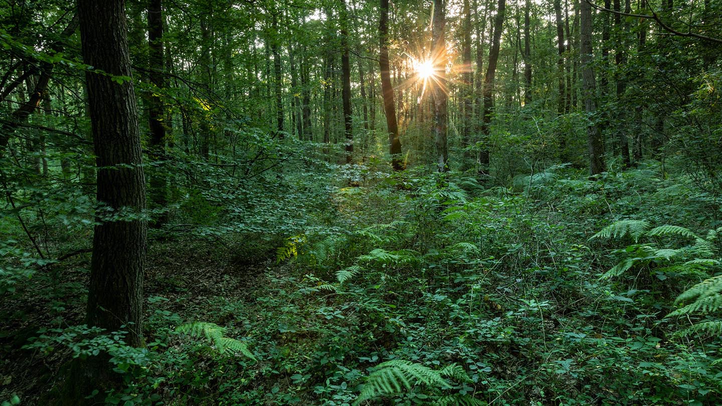 Dering Wood - Visiting Woods - Woodland Trust