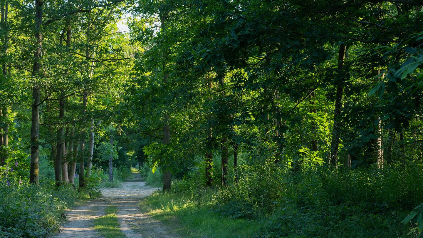 Dering Wood - Visiting Woods - Woodland Trust