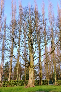 Court Hey Park - Woodland Trust
