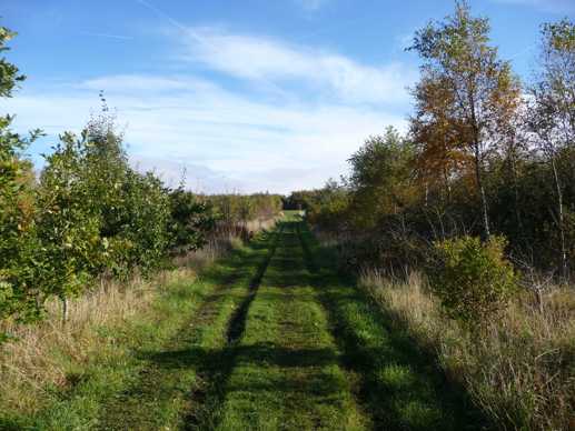 Fir Tree Farm - Woodland Trust