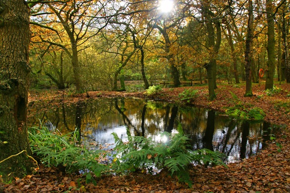 Moore Nature Reserve - Woodland Trust