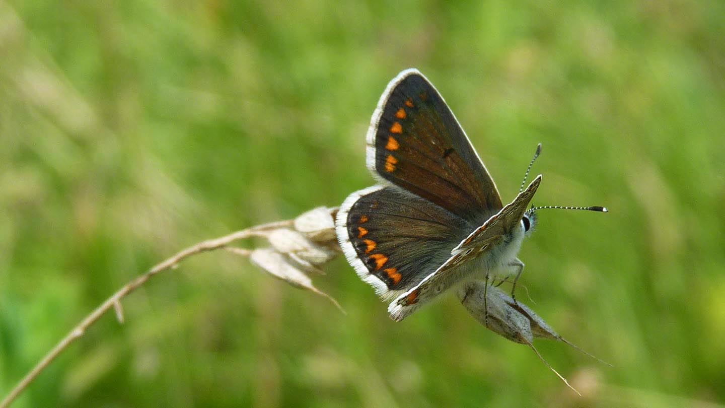 Duncliffe Wood - Visiting Woods - Woodland Trust