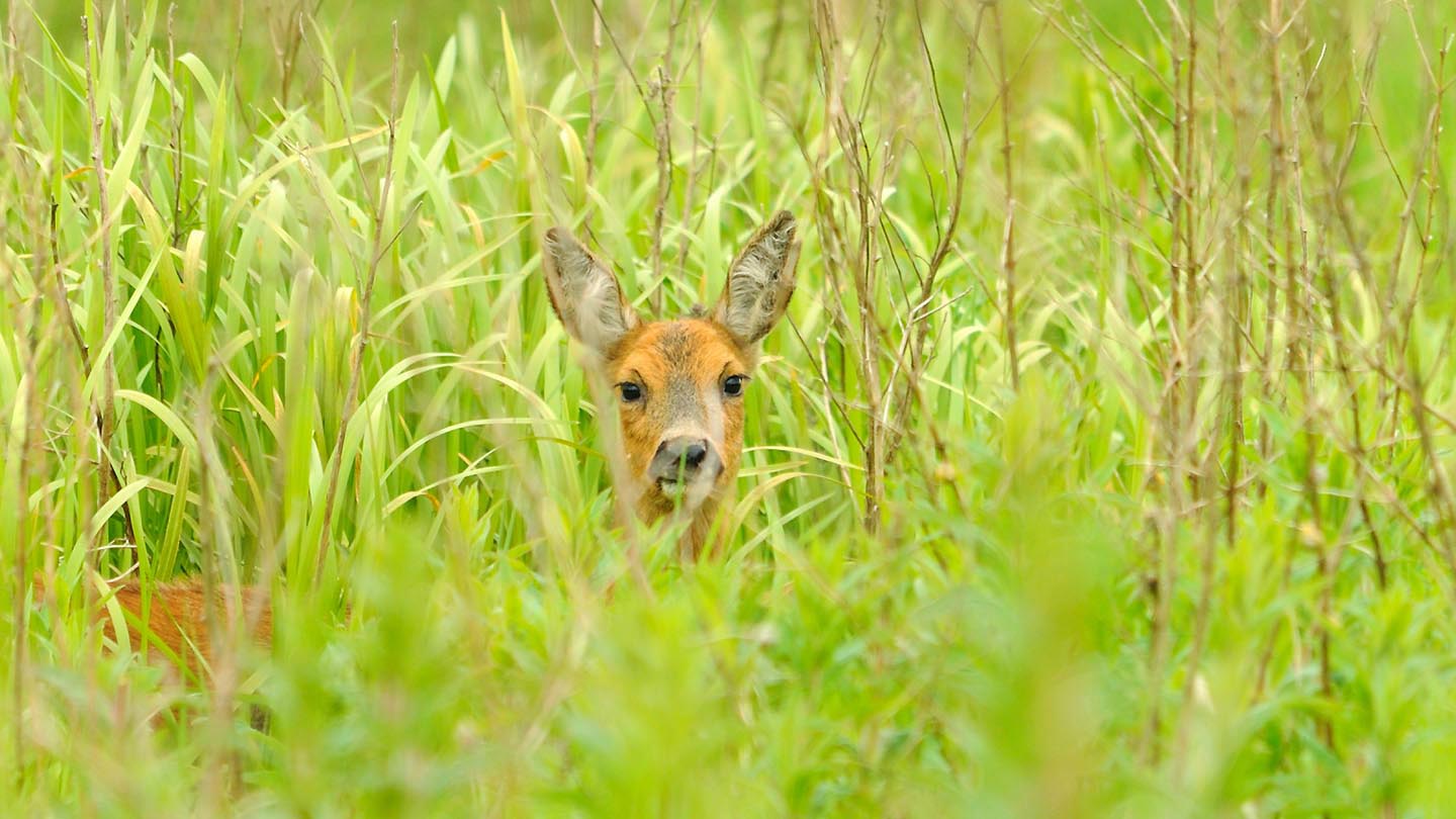 Duncliffe Wood - Visiting Woods - Woodland Trust