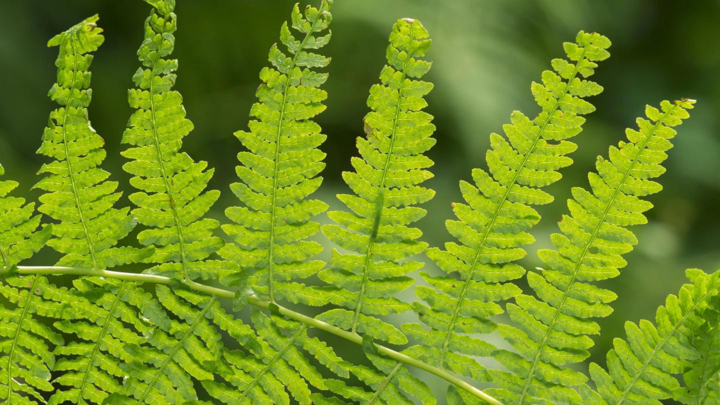 Duncliffe Wood - Visiting Woods - Woodland Trust
