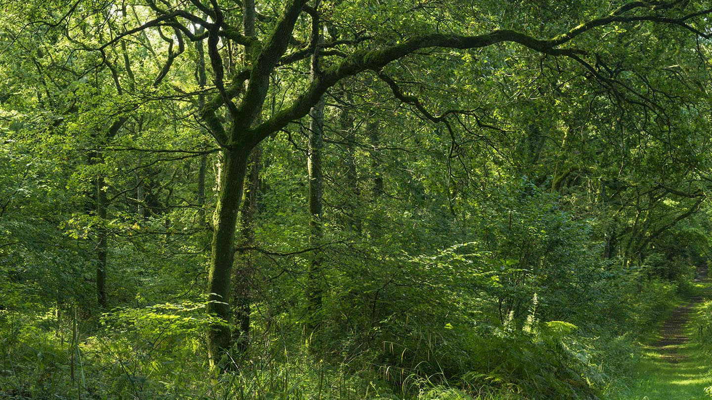 Duncliffe Wood - Visiting Woods - Woodland Trust