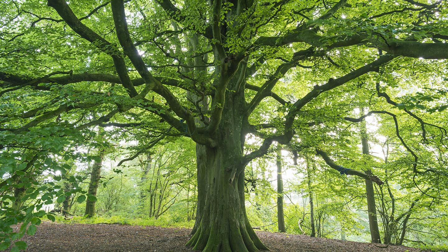 Duncliffe Wood - Visiting Woods - Woodland Trust