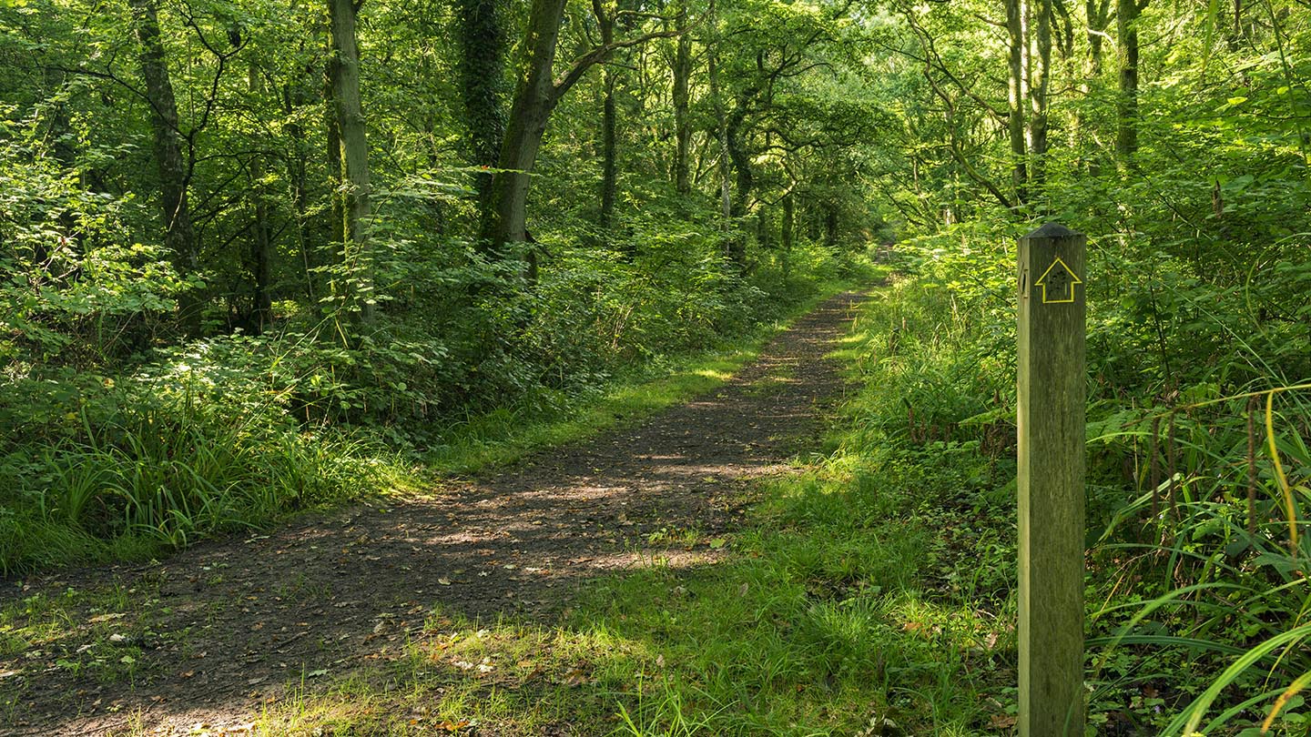 Duncliffe Wood - Visiting Woods - Woodland Trust