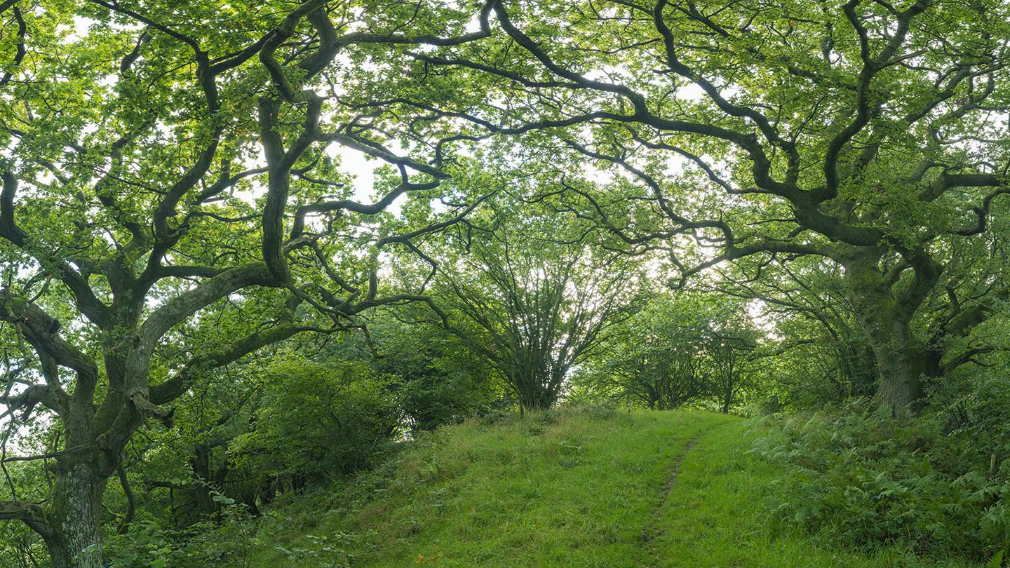 Duncliffe Wood - Visiting Woods - Woodland Trust