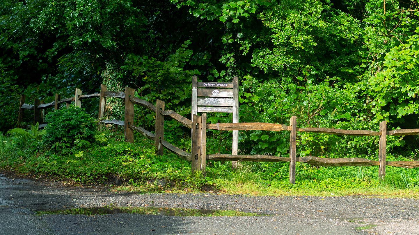 Dyffryn Woods - Visiting Woods - Woodland Trust