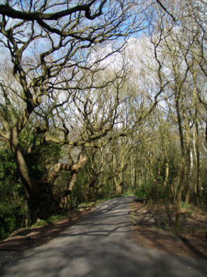 Halewood Park Triangle - Woodland Trust