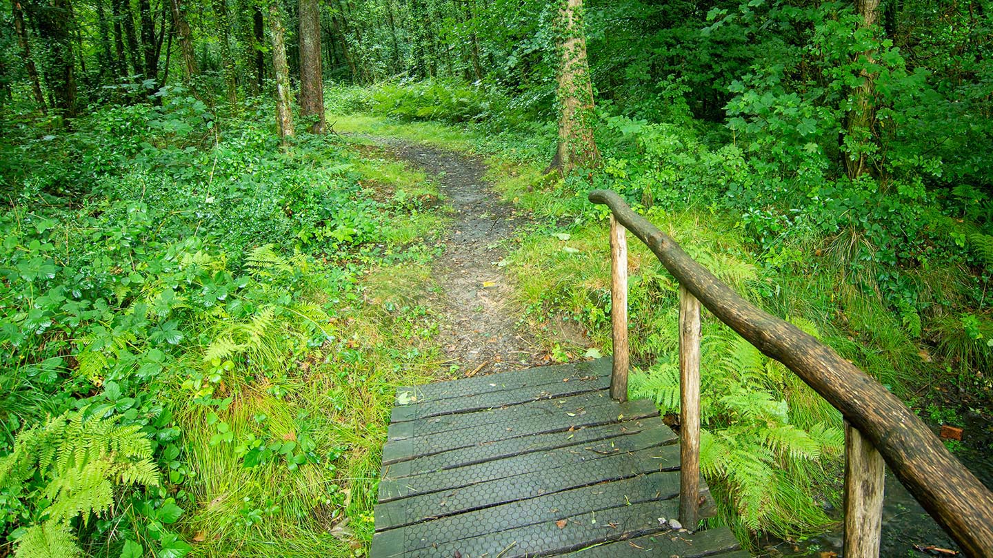 Dyffryn Woods - Visiting Woods - Woodland Trust