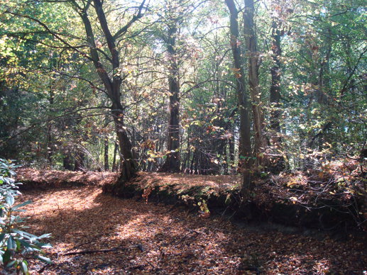 Hockering Wood - Woodland Trust