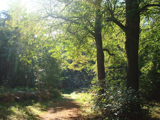 Hockering Wood - Woodland Trust