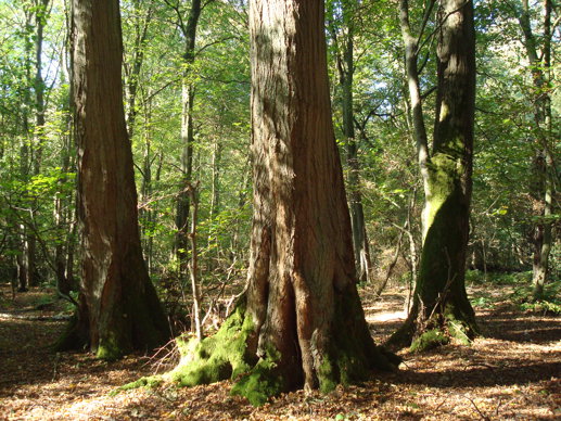 Hockering Wood - Woodland Trust
