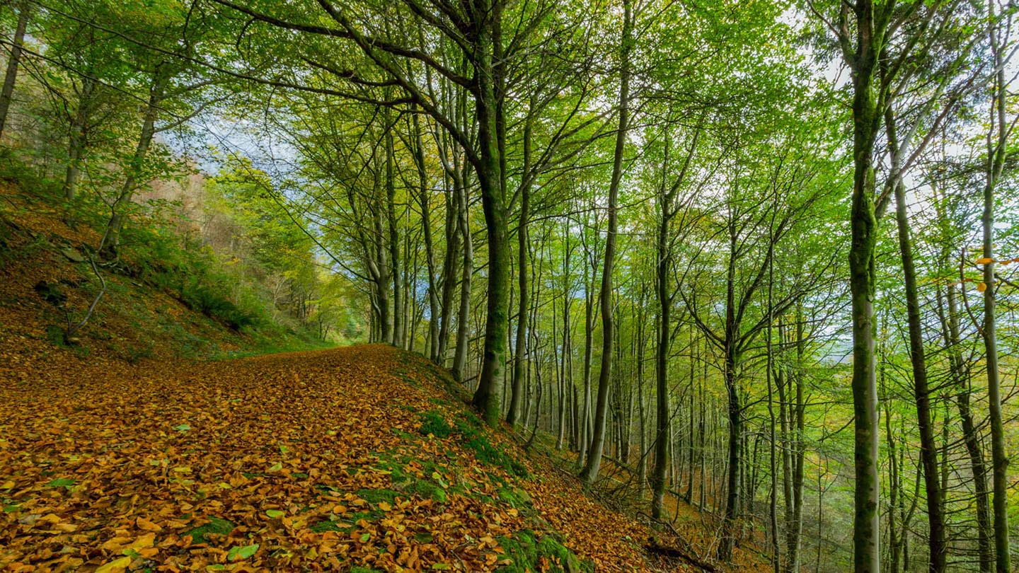 Dyffryn Woods - Visiting Woods - Woodland Trust