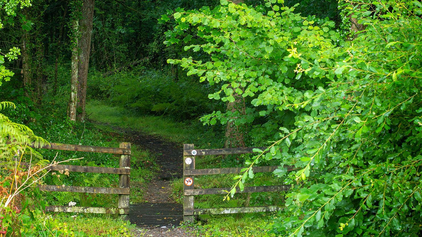 Dyffryn Woods - Visiting Woods - Woodland Trust