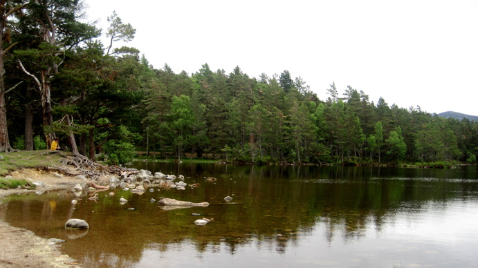 Rothiemurchus - Woodland Trust