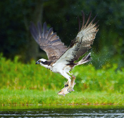 Rothiemurchus - Woodland Trust