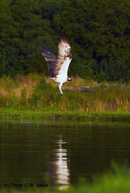 Rothiemurchus - Woodland Trust