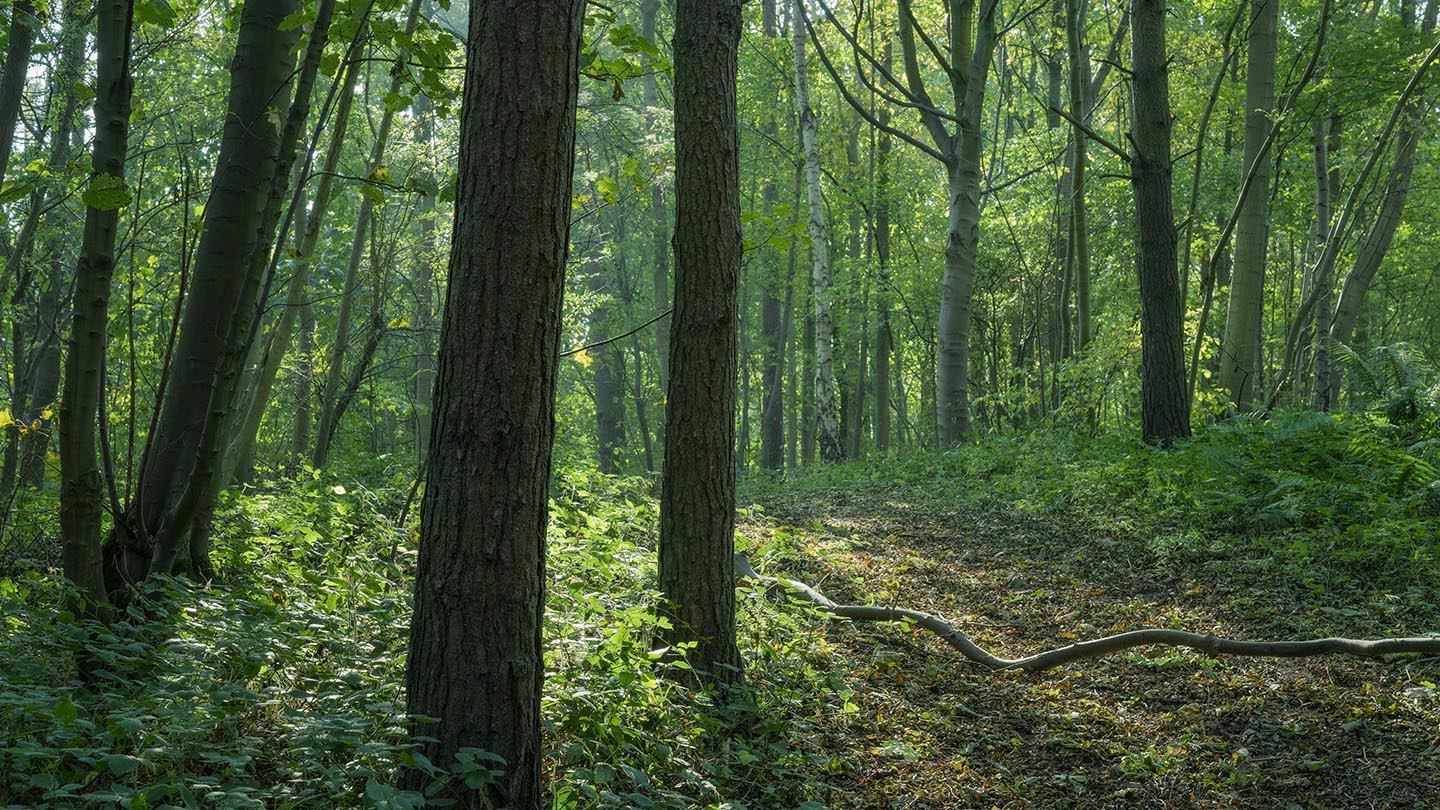 Elemore Woods - Visiting Woods - Woodland Trust