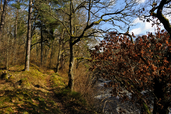 Clyde Valley Woodlands National Nature Reserve - Woodland Trust