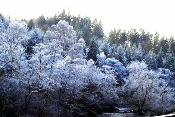 Clyde Valley Woodlands National Nature Reserve - Woodland Trust