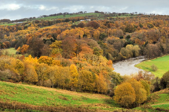 Clyde Valley Woodlands National Nature Reserve - Woodland Trust