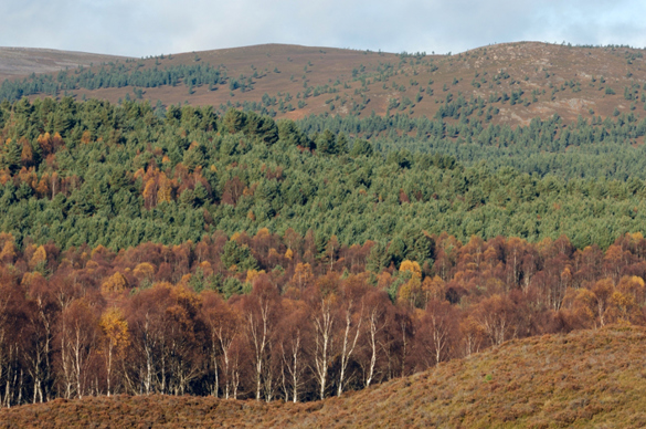 Muir of Dinnet National Nature Reserve - Woodland Trust