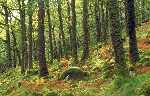 Ariundle Oakwood National Nature Reserve - Woodland Trust