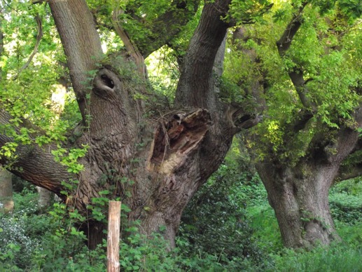 Ashtead Common NNR - Woodland Trust
