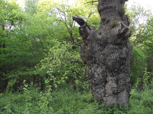 Ashtead Common NNR - Woodland Trust