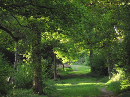 Ashtead Common NNR - Woodland Trust