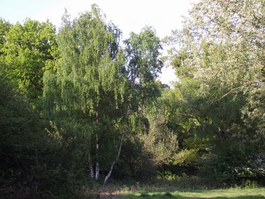 Ashtead Common NNR - Woodland Trust