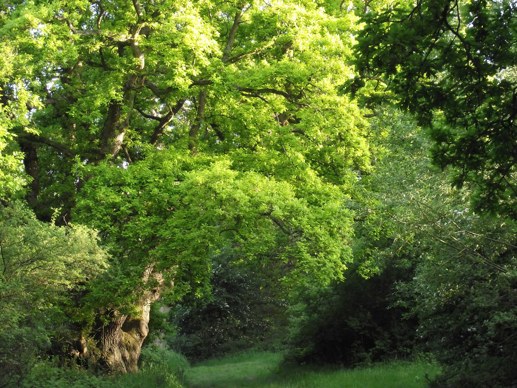 Ashtead Common NNR - Woodland Trust