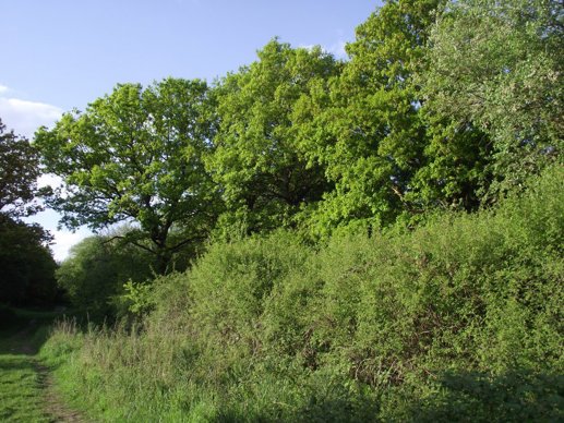 Ashtead Common NNR - Woodland Trust
