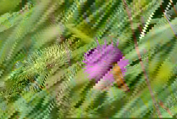 Ashtead Common NNR - Woodland Trust