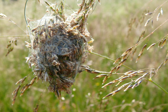 Ashtead Common NNR - Woodland Trust