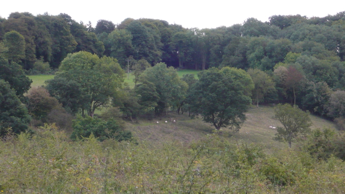 Aston Rowant NNR - Woodland Trust