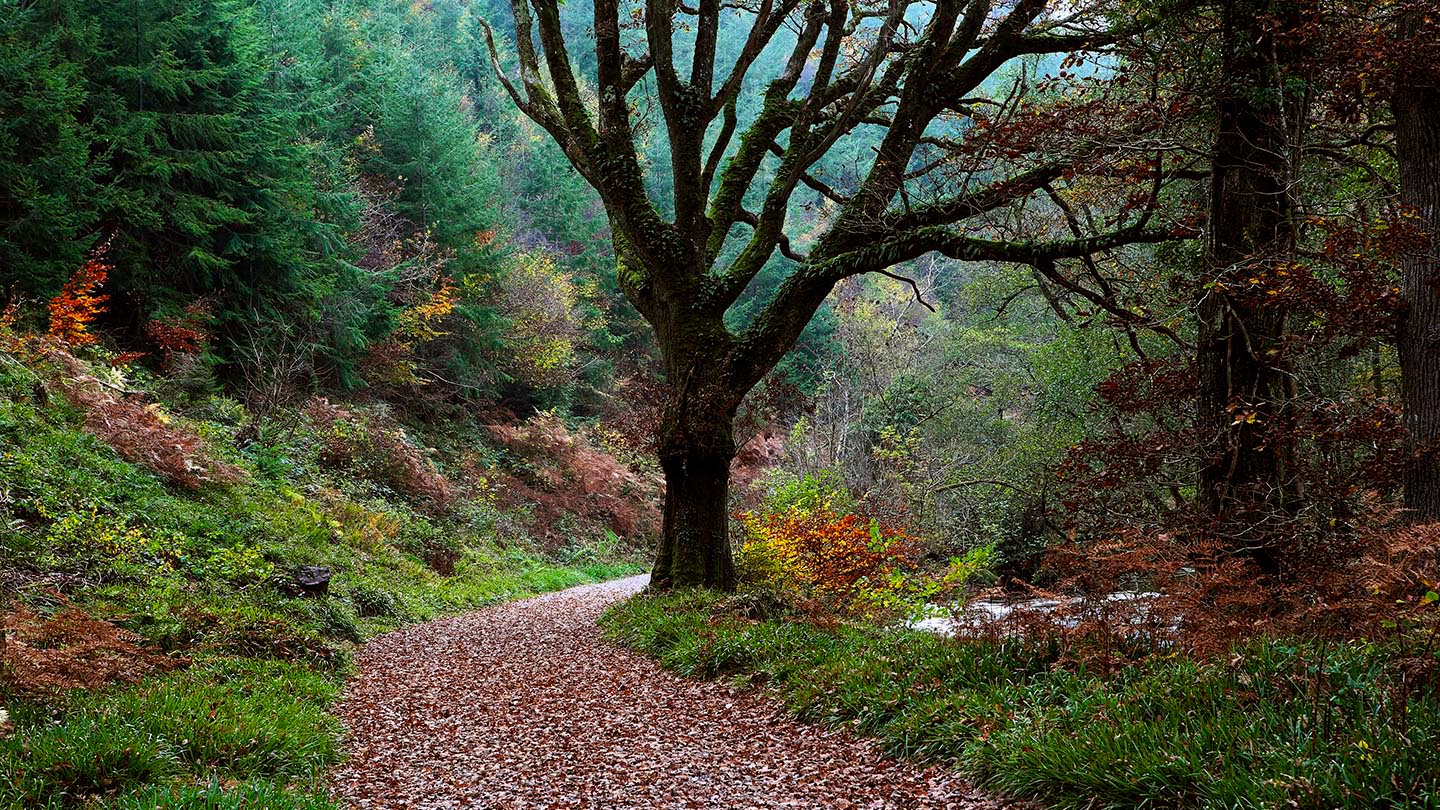Fingle Woods - Explore Woods - Woodland Trust