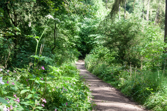 Castle Eden Dene NNR - Woodland Trust